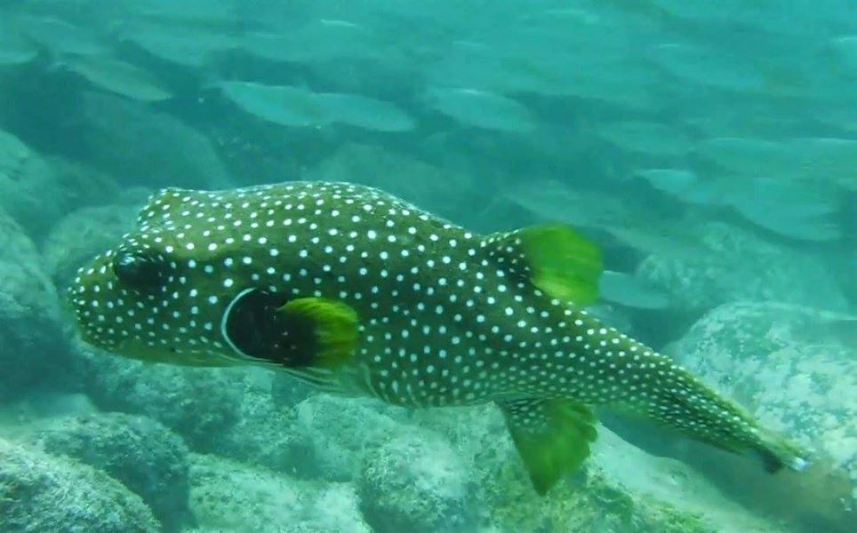 Stripebelly Puffer | Mexican Fish.com