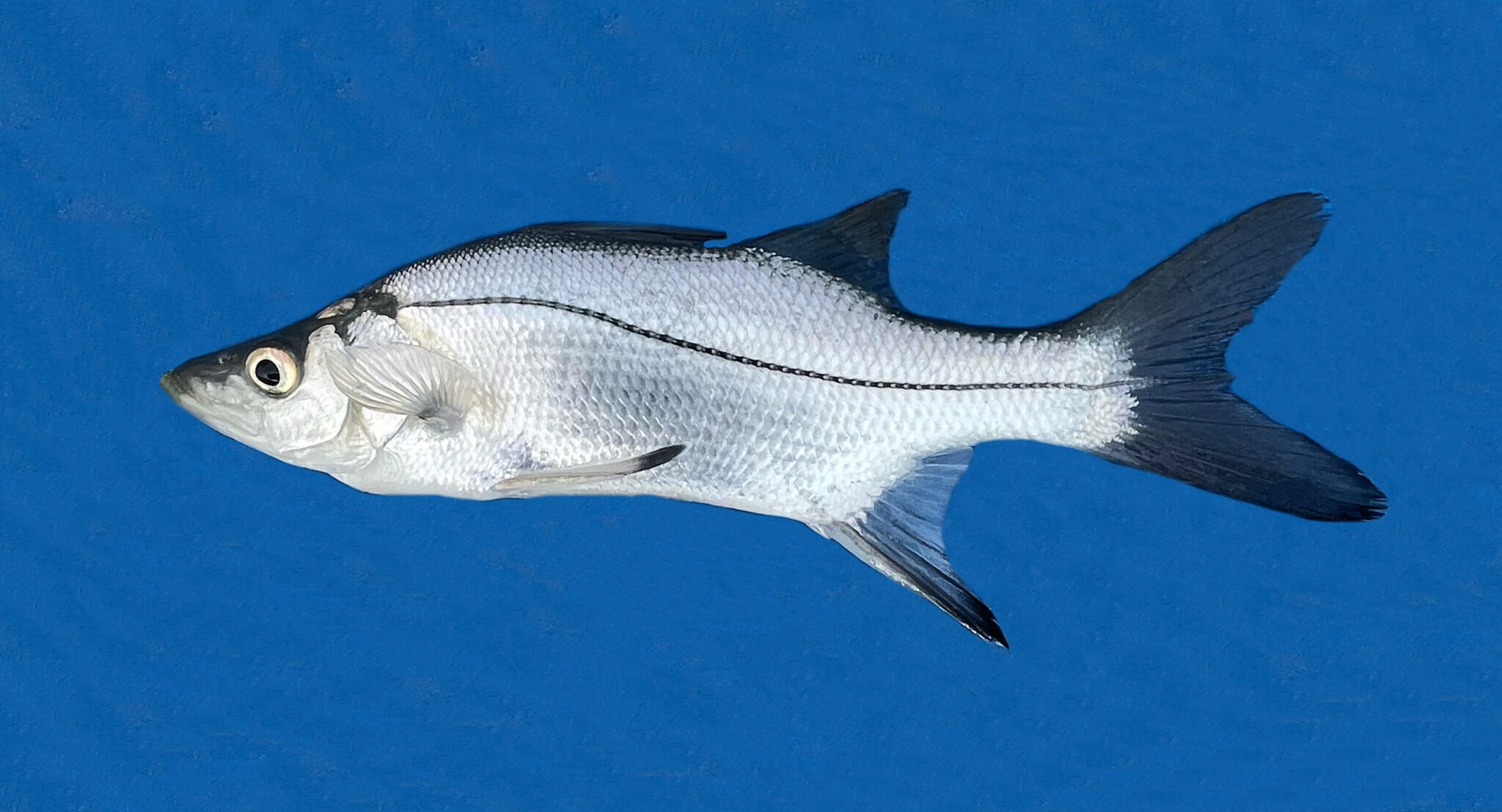 Blackfin Snook | Mexican Fish.com