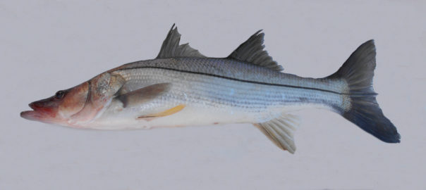 Snook Family Photographs, and Information – Centropomidae | Mexican ...