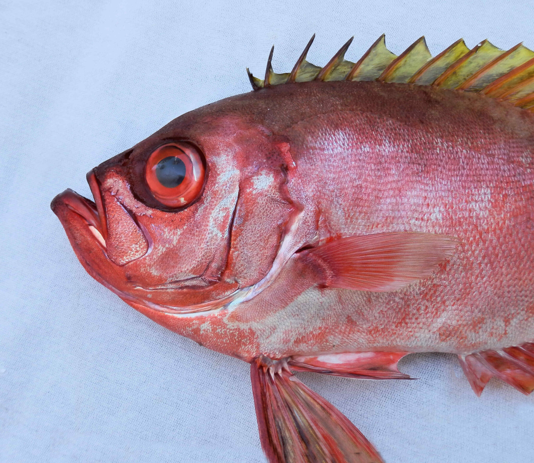 Bulleye | Mexican Fish.com