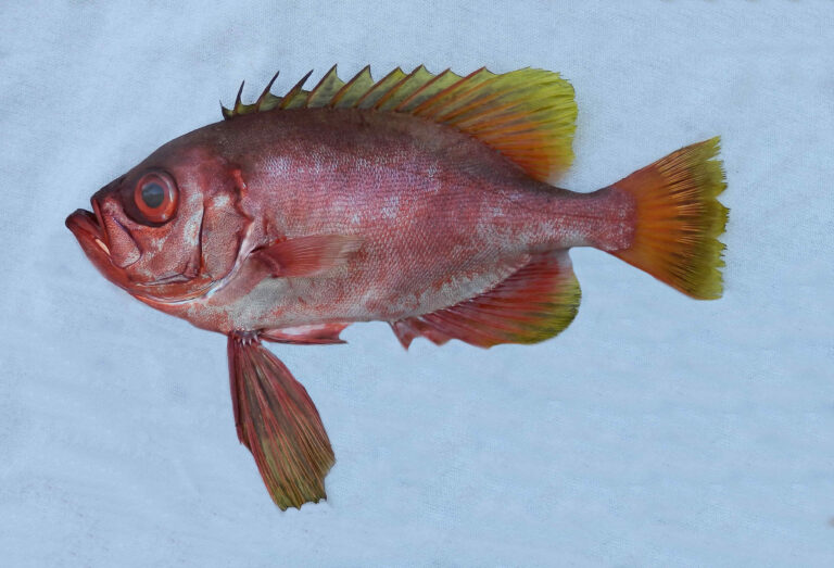 Bulleye | Mexican Fish.com