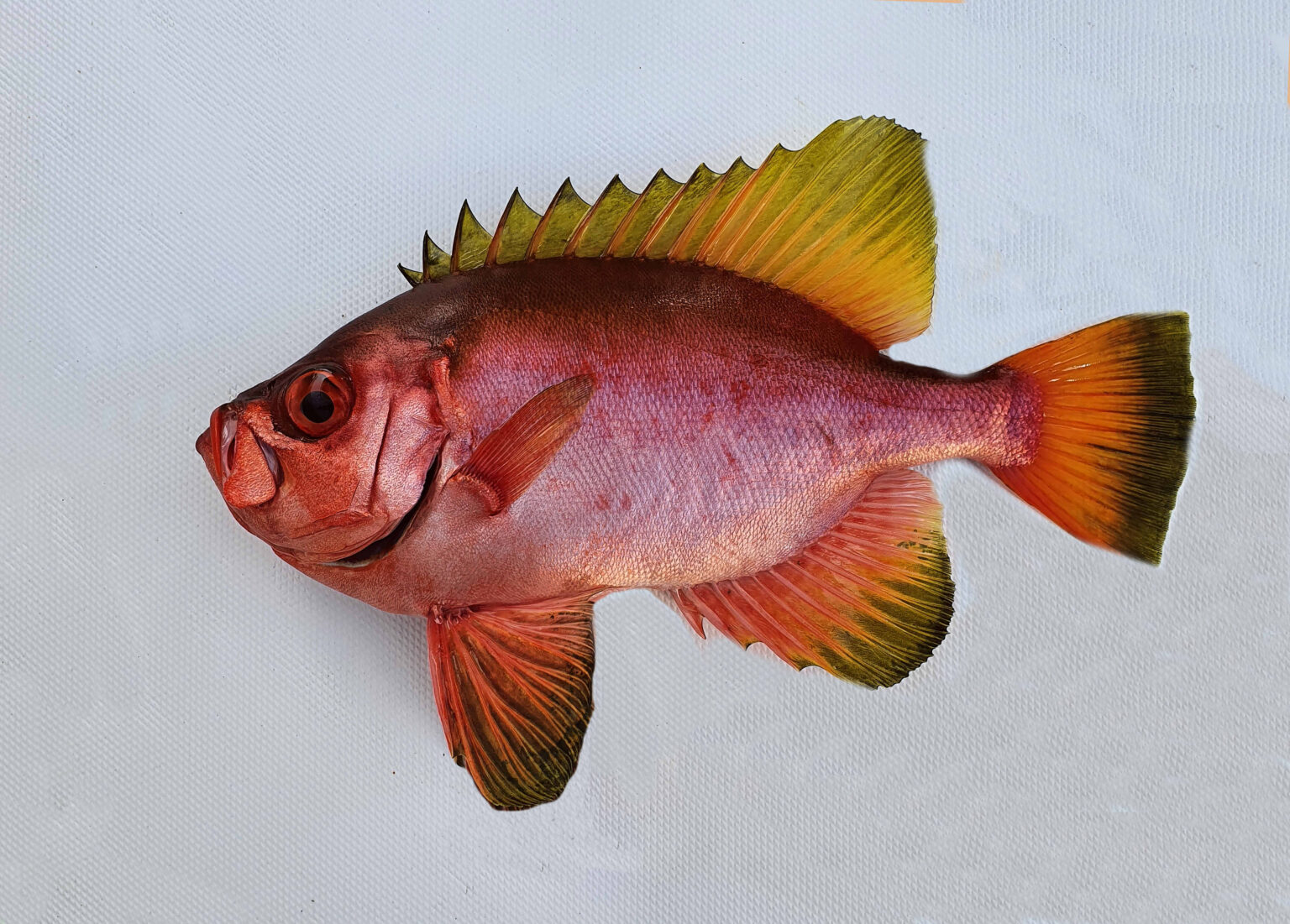 Bulleye | Mexican Fish.com