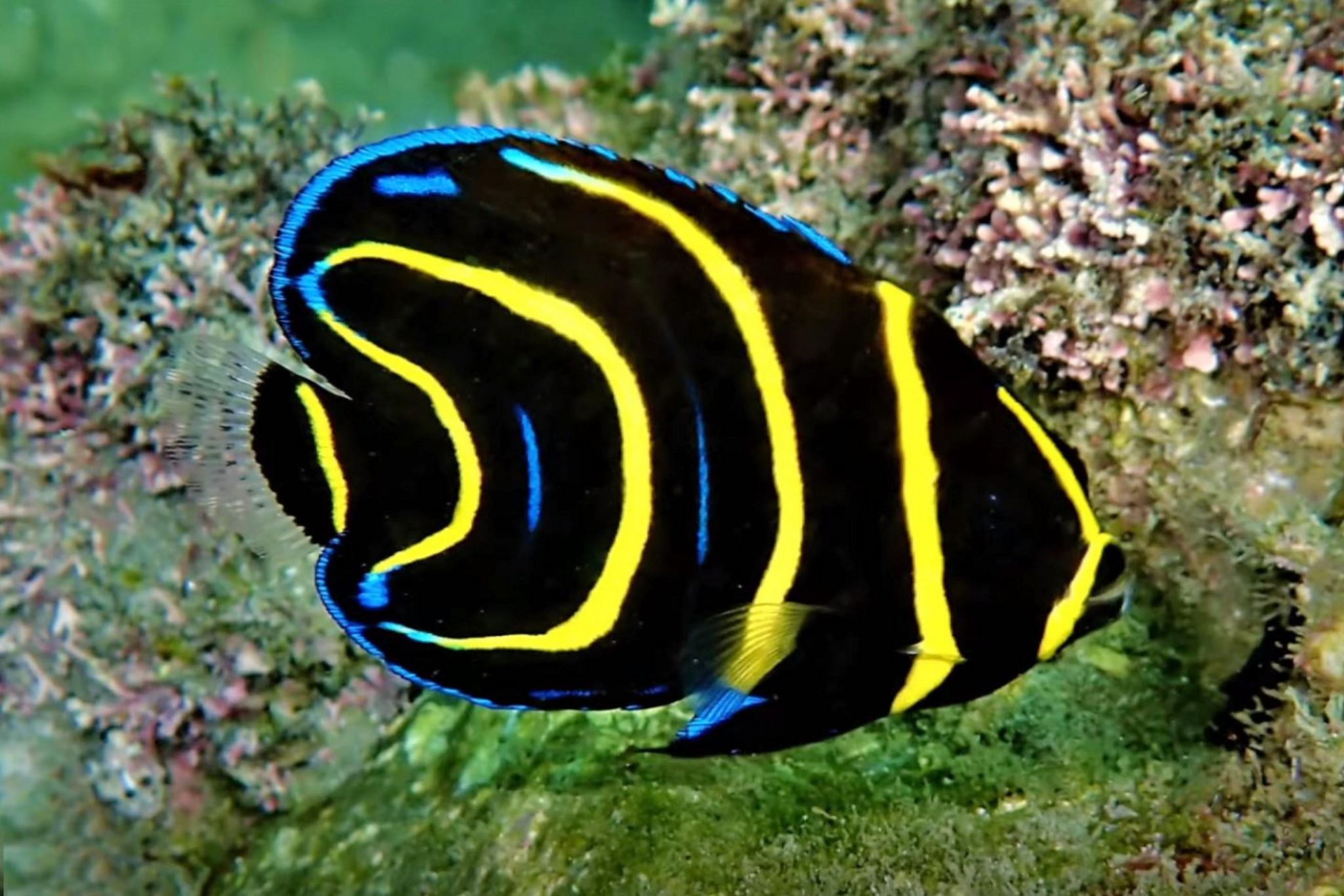 Cortez Angelfish | Mexican Fish.com