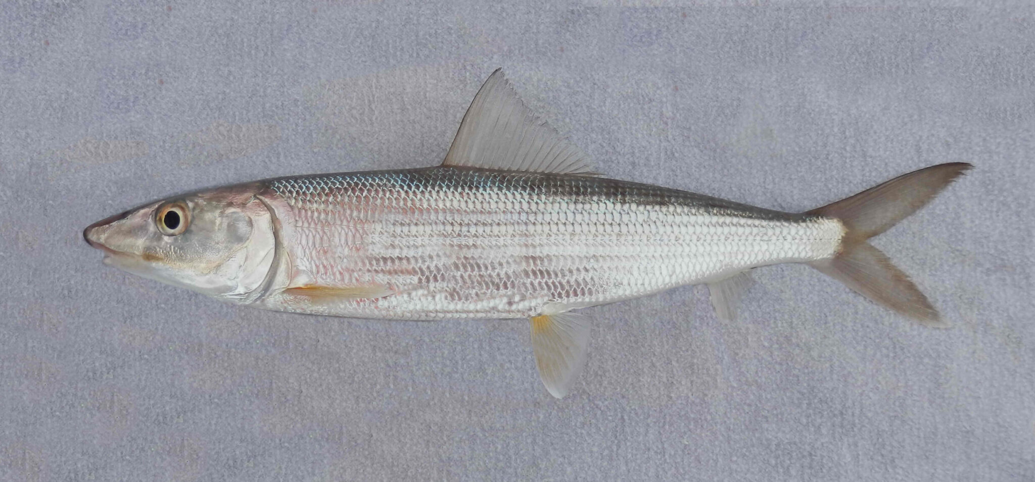 Cortez Bonefish | Mexican Fish.com