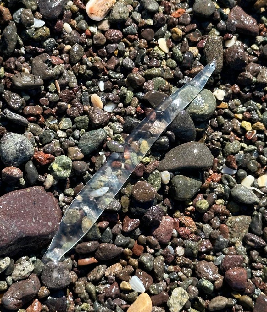 Cortez Bonefish | Mexican Fish.com