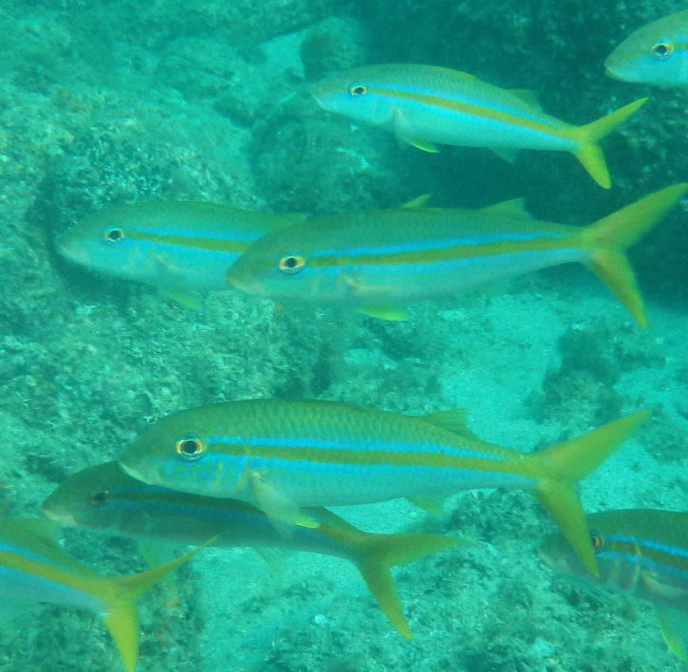 Mexican Goatfish | Mexican Fish.com