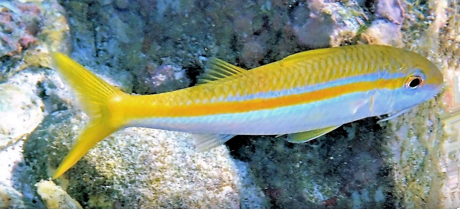 Mexican Goatfish | Mexican Fish.com