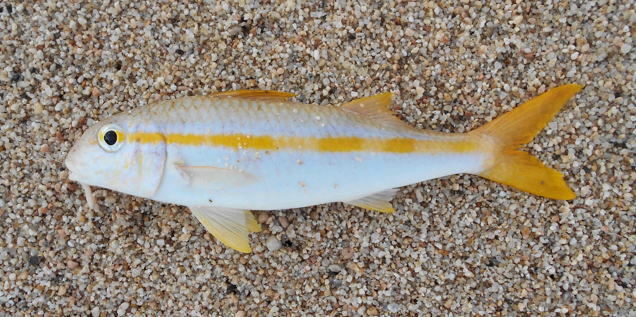 Mexican Goatfish | Mexican Fish.com