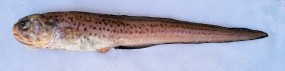 Cusk-eel Family Photographs, and Information – Ophidiidae | Mexican ...