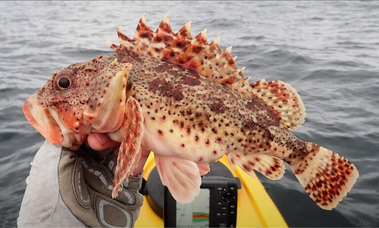 California Scorpionfish | Mexican Fish.com