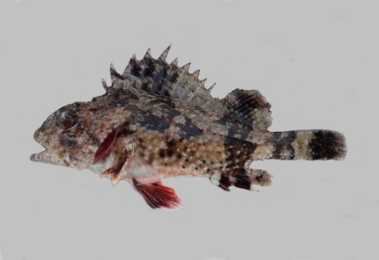 California Scorpionfish | Mexican Fish.com