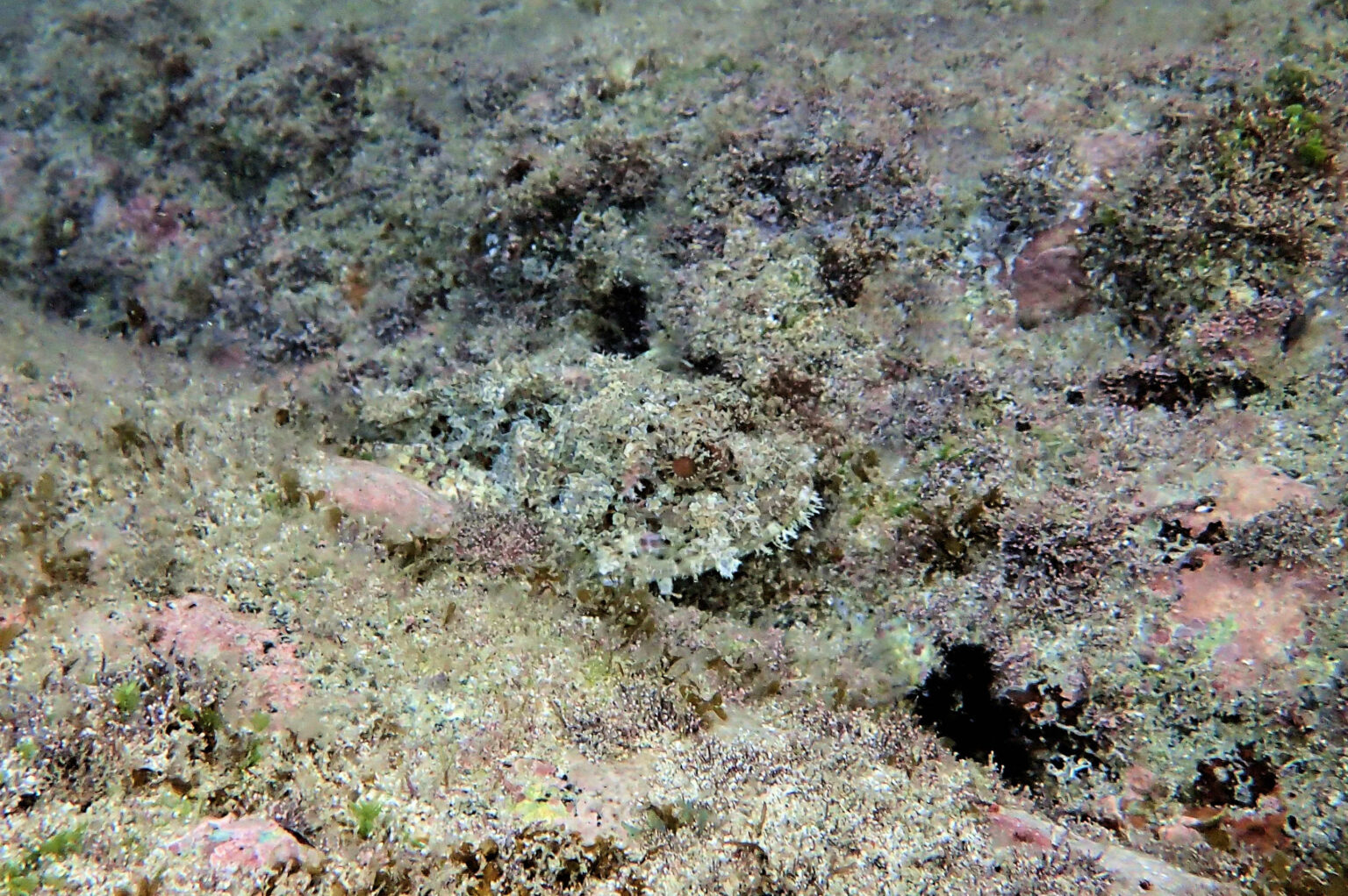 Stone Scorpionfish | Mexican Fish.com