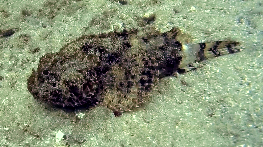 Stone Scorpionfish | Mexican Fish.com