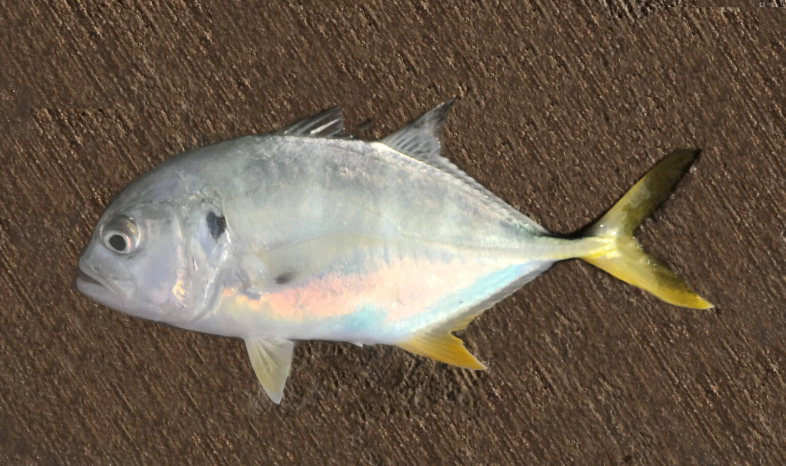 Crevalle Jack | Mexican Fish.com