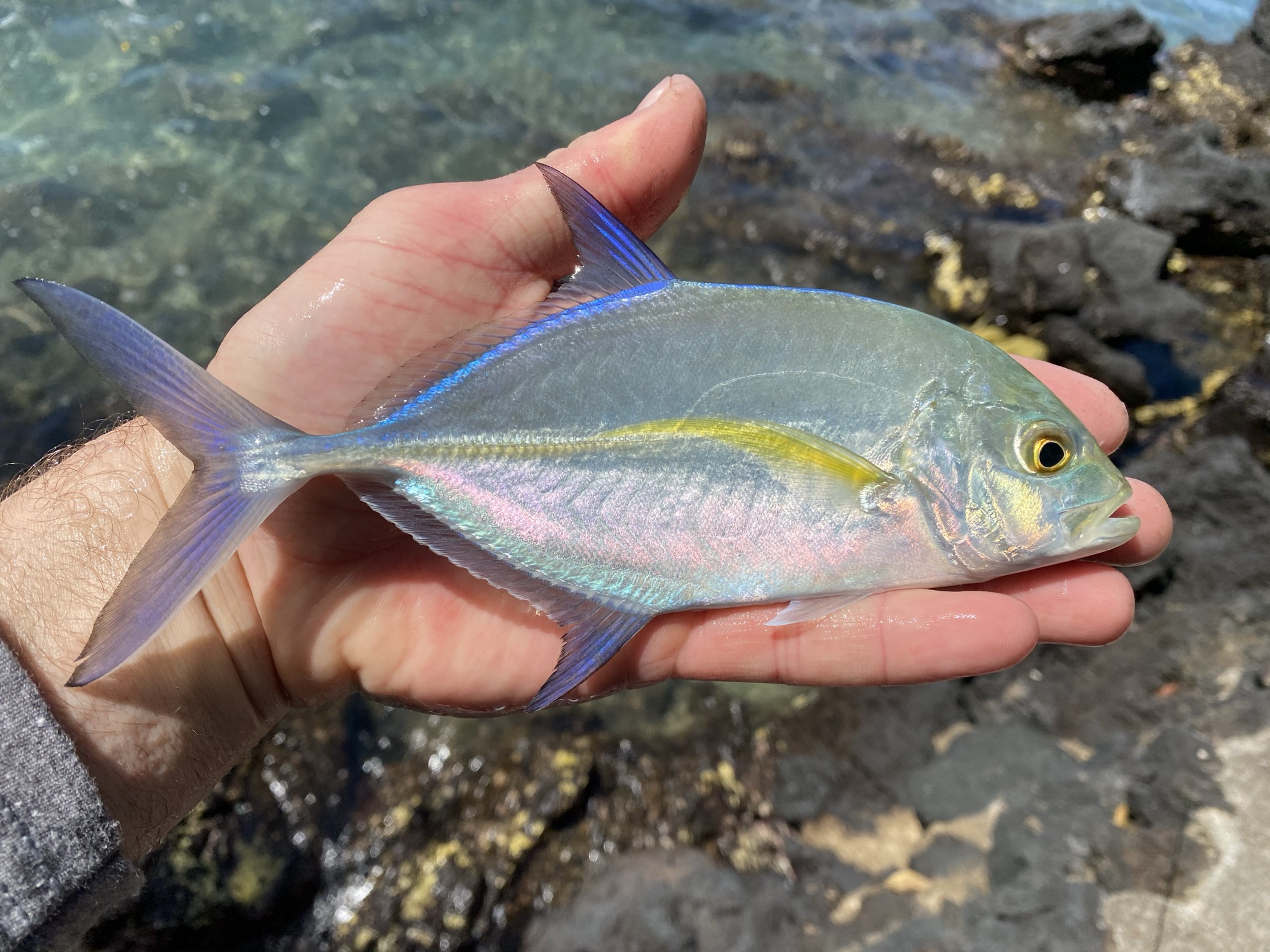 Bluefin Trevally | Mexican Fish.com