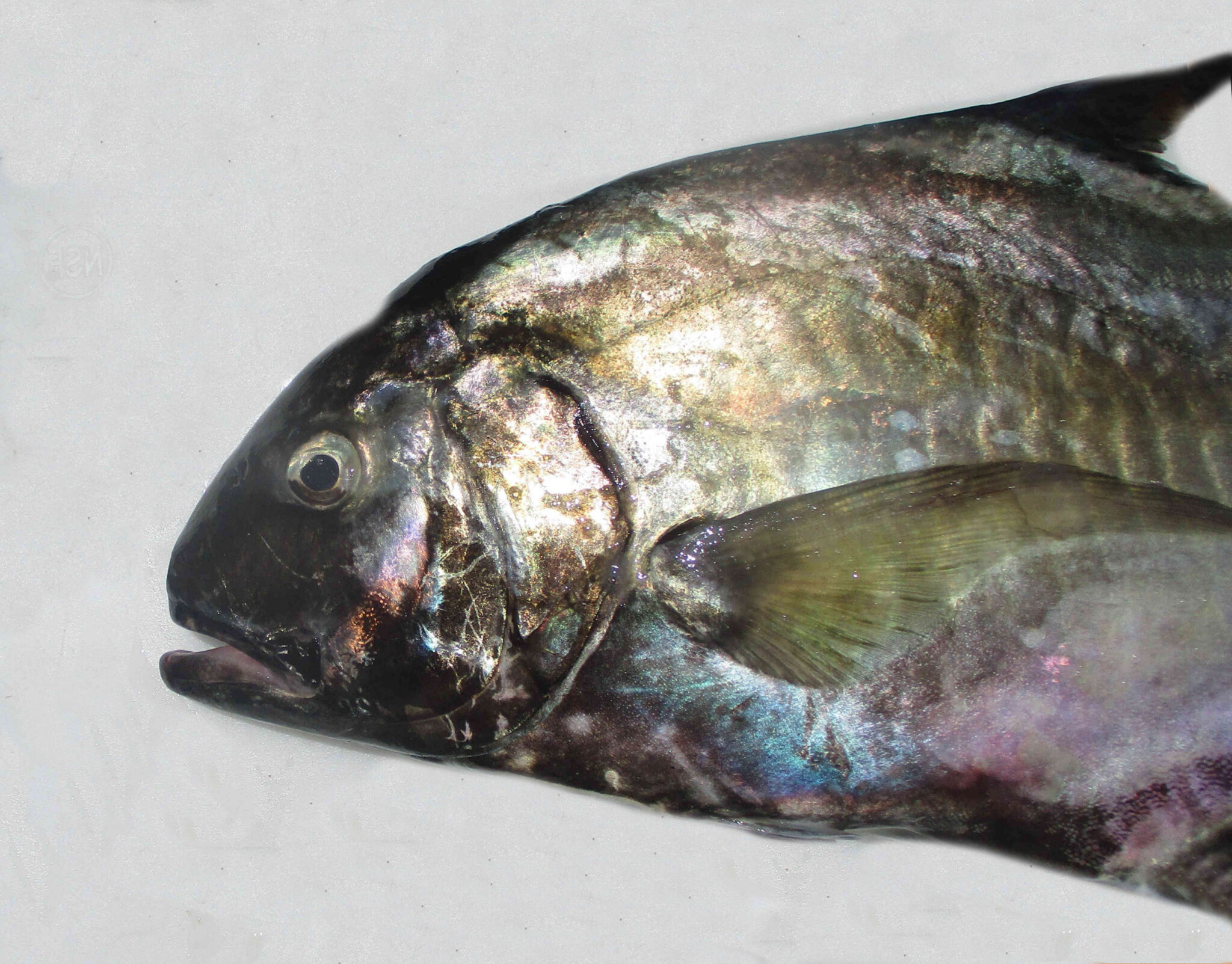 Threadfin Jack | Mexican Fish.com