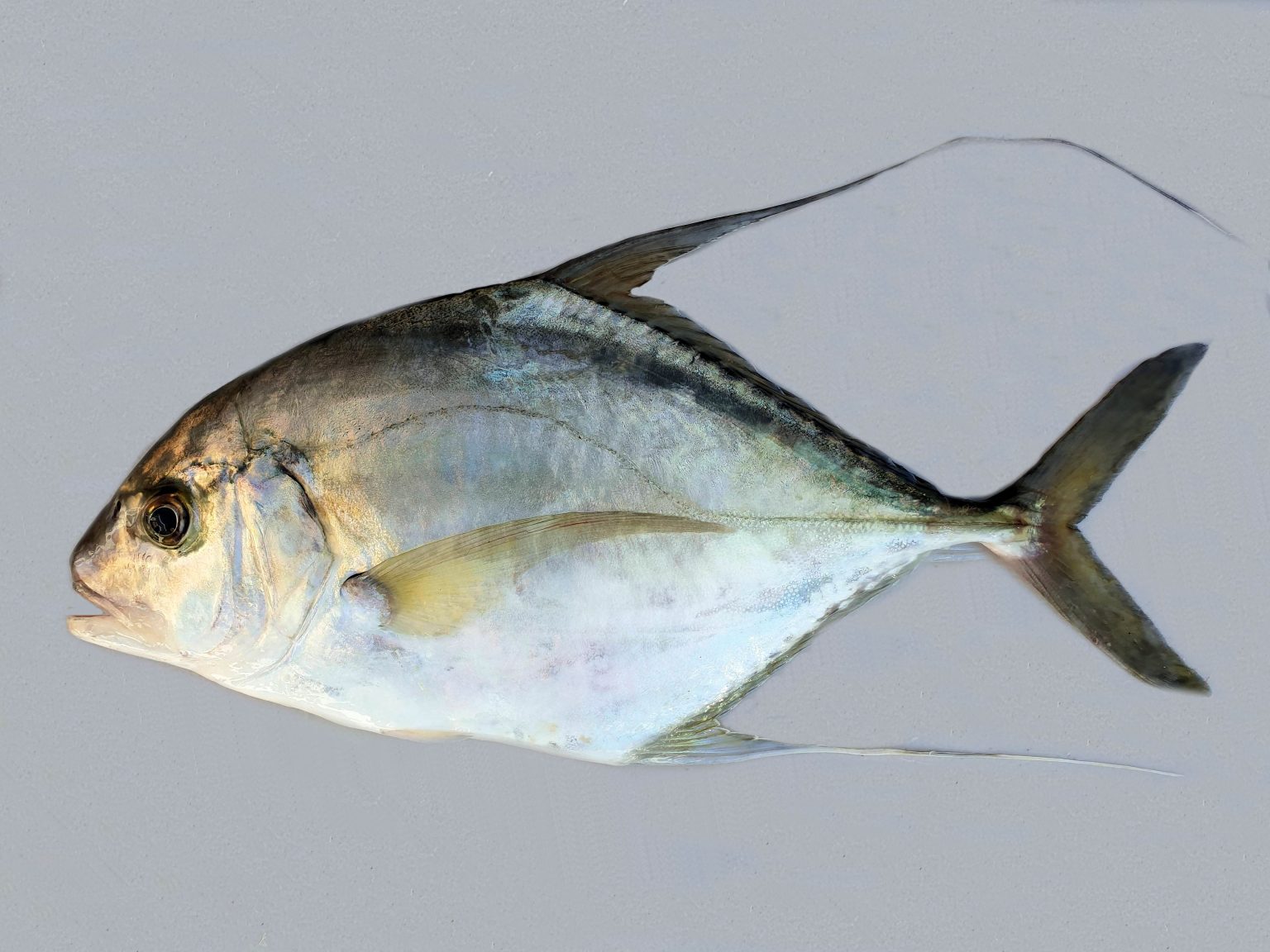 Threadfin Jack | Mexican Fish.com