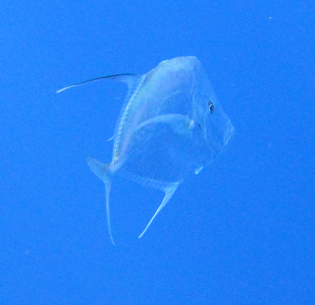 Mexican Lookdown | Mexican Fish.com