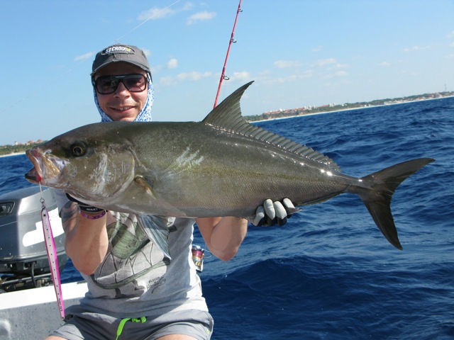Greater Amberjack | Mexican Fish.com