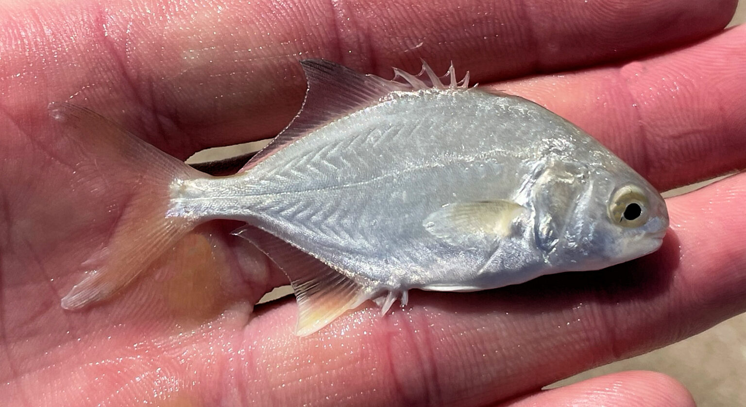 Paloma Pompano | Mexican Fish.com