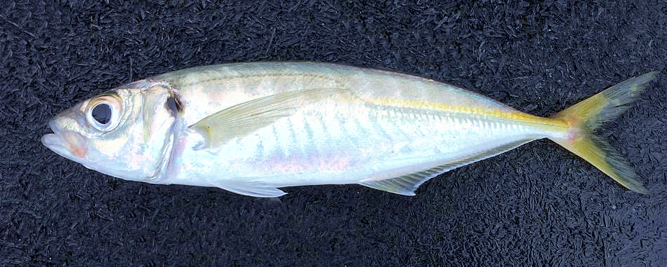 Jack Mackerel | Mexican Fish.com