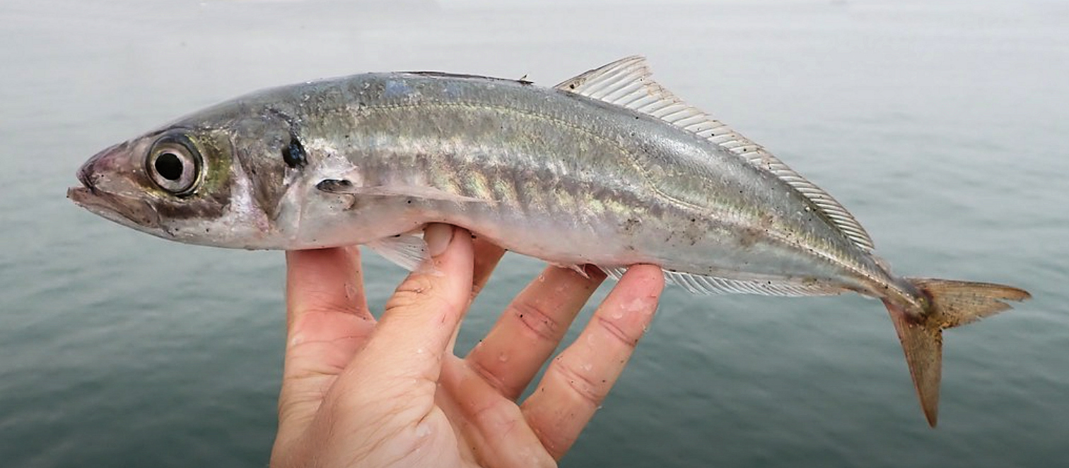 Jack Mackerel | Mexican Fish.com