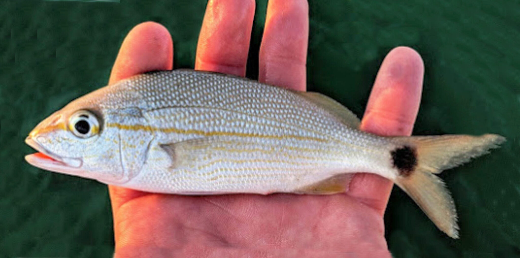 Tomtate | Mexican Fish.com