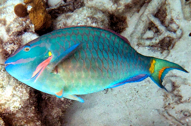Stoplight Parrotfish | Mexican Fish.com
