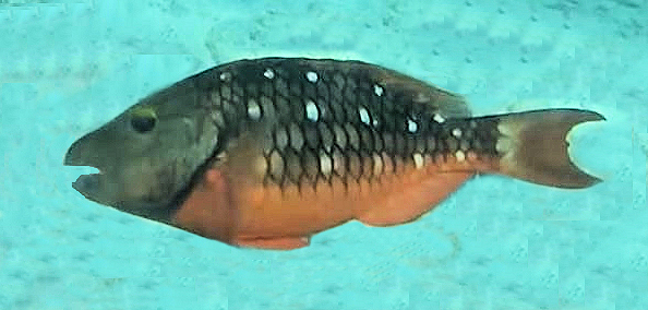 Stoplight Parrotfish | Mexican Fish.com