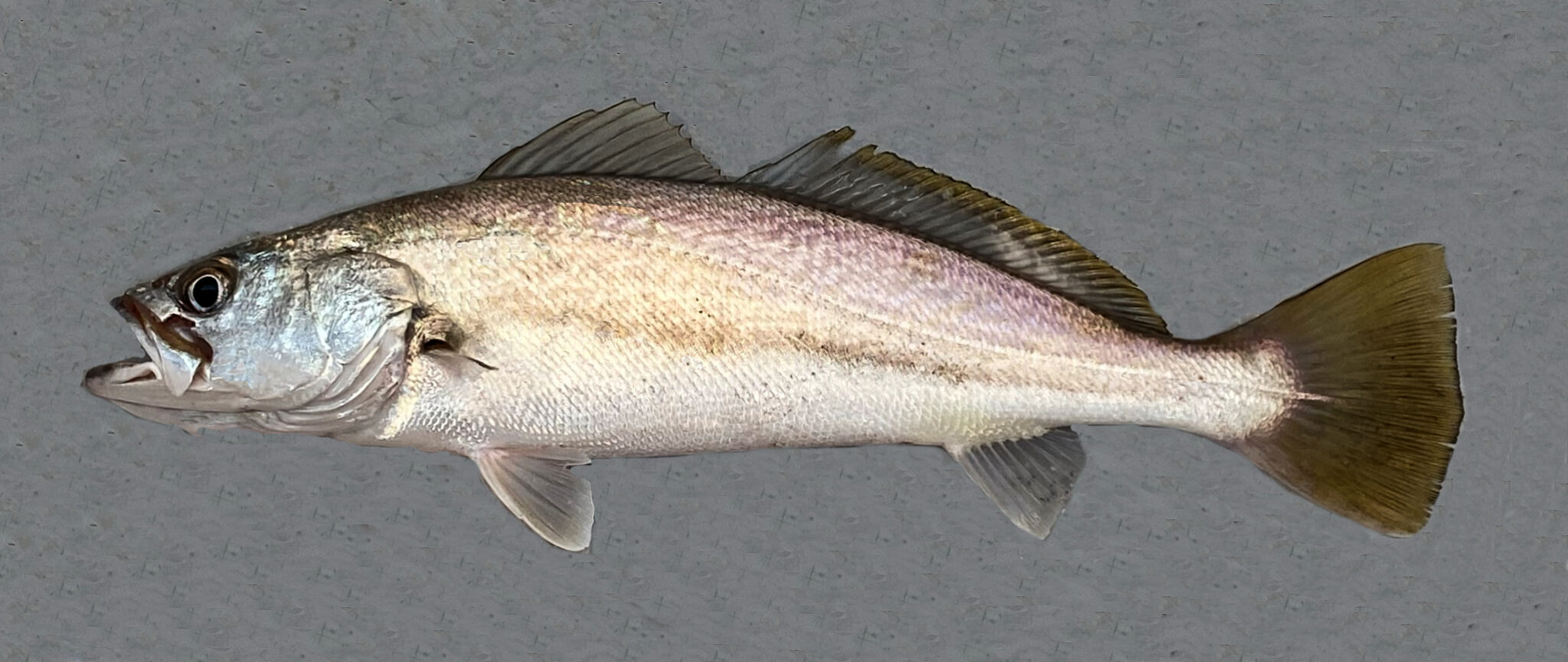 Striped Corvina | Mexican Fish.com