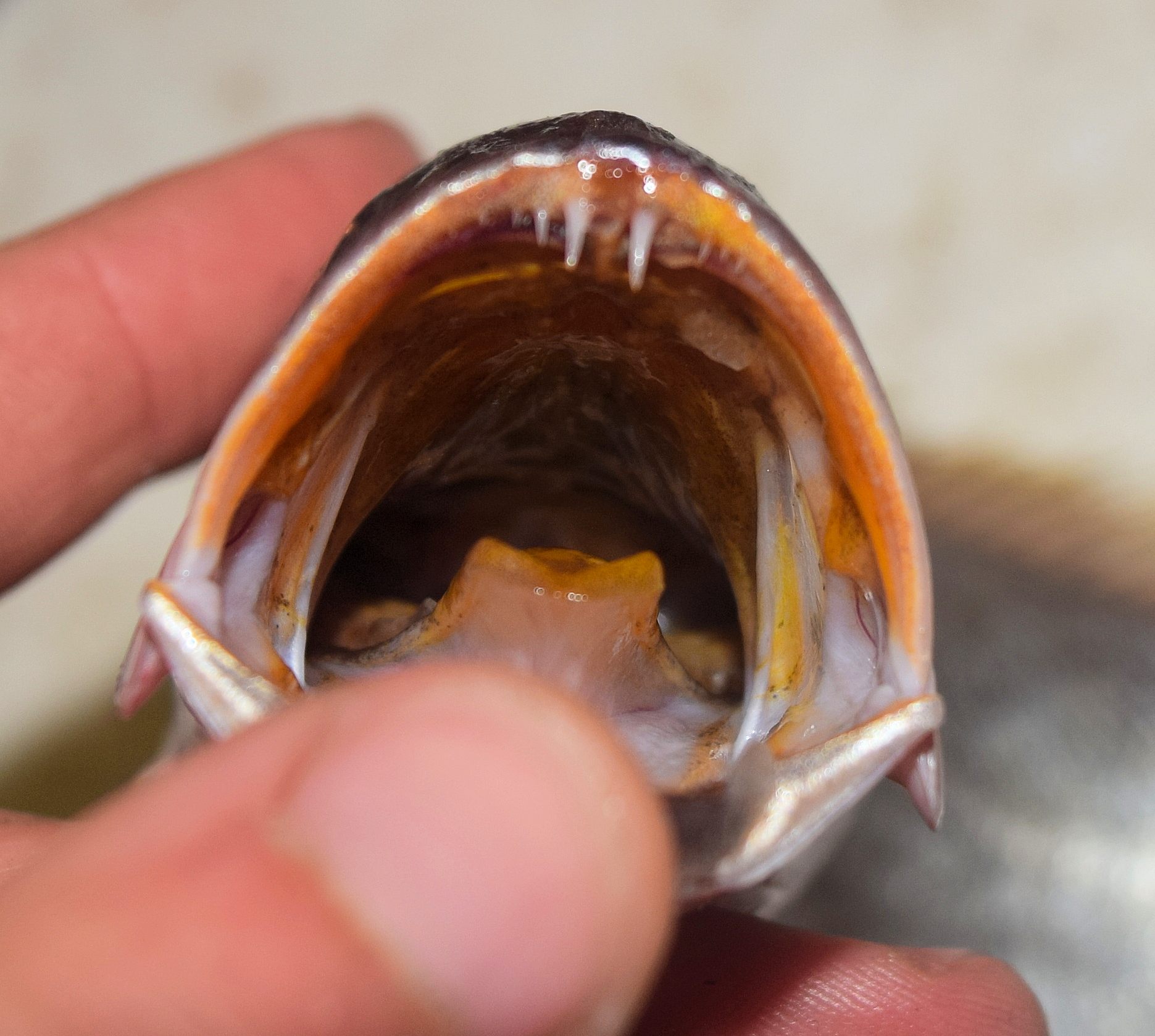 Orangemouth Corvina | Mexican Fish.com