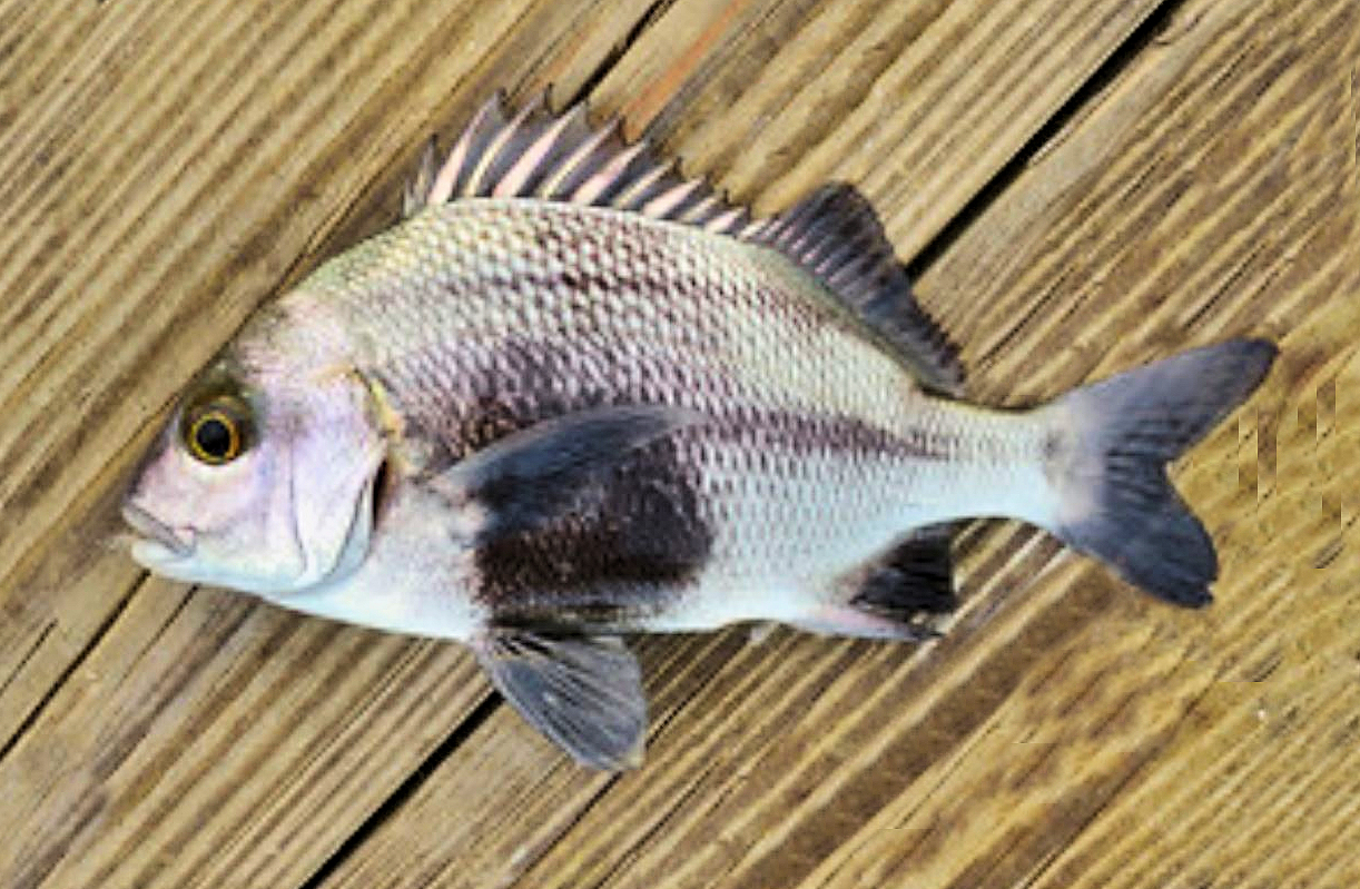 Grunt Family Photographs, and Information – Haemulidae | Mexican Fish.com