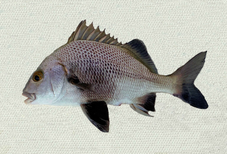 Black Margate | Mexican Fish.com