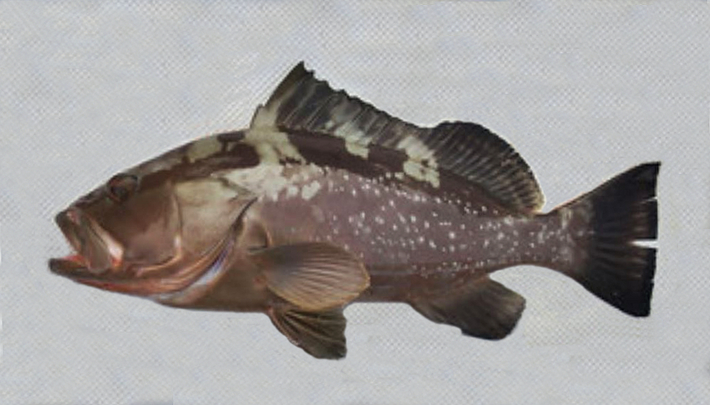 Red Grouper | Mexican Fish.com