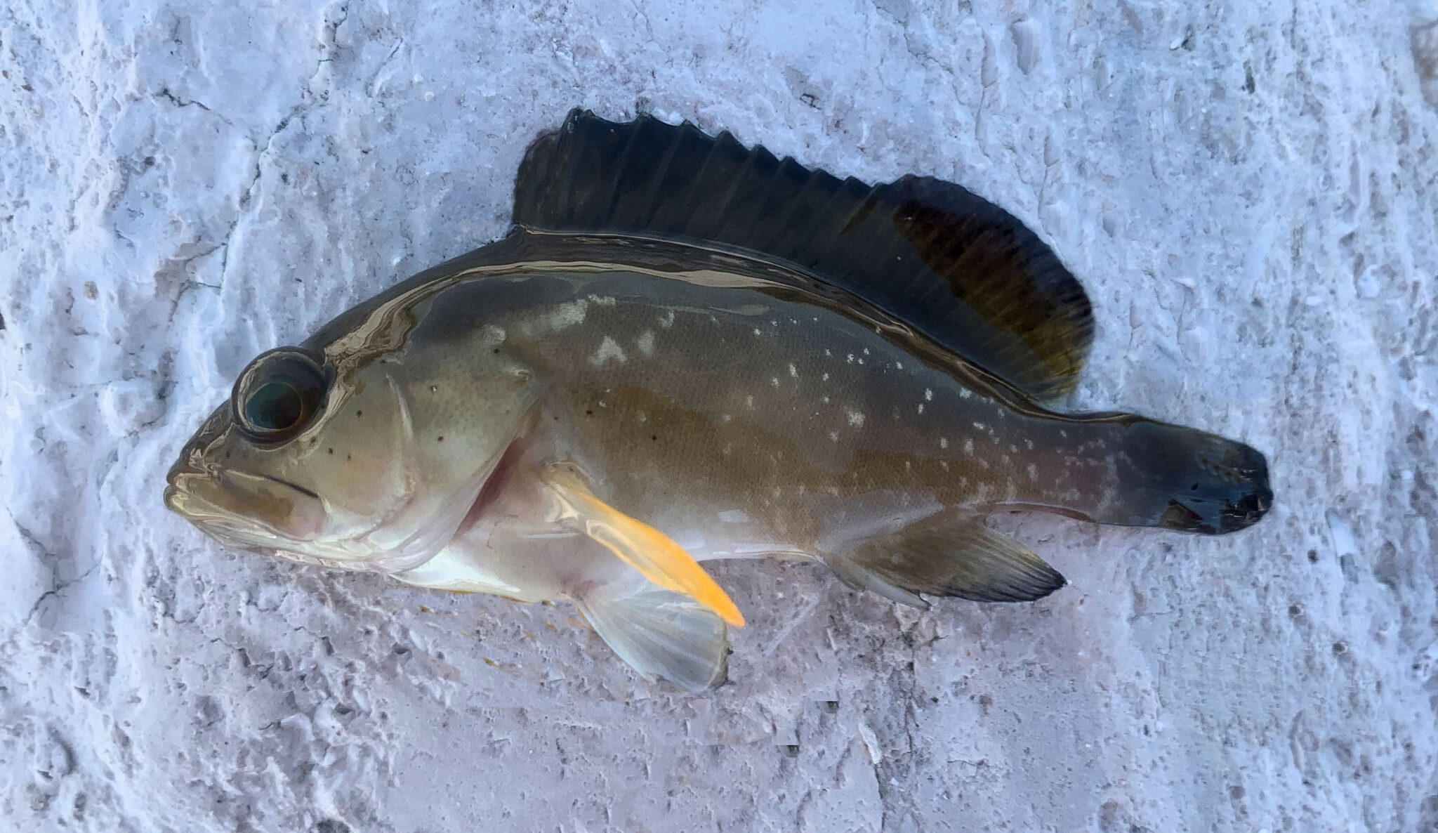 Red Grouper | Mexican Fish.com