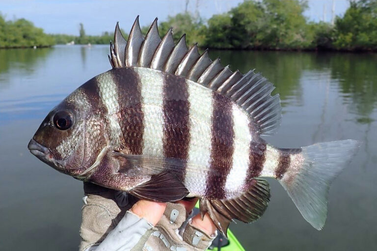 Porgy Family Photographs, and Information – Sparidae | Mexican Fish.com