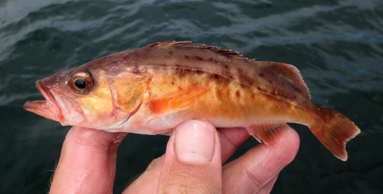 Bocaccio | Mexican Fish.com