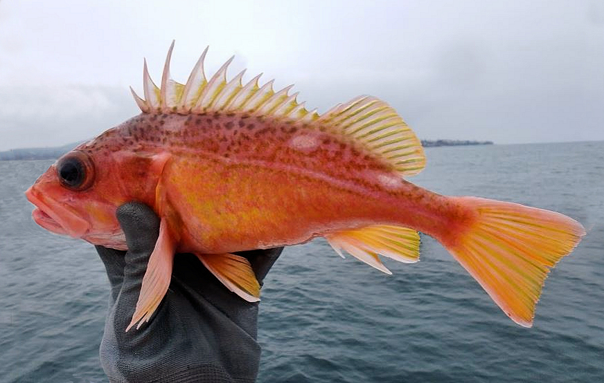 Greenspotted Rockfish | Mexican Fish.com