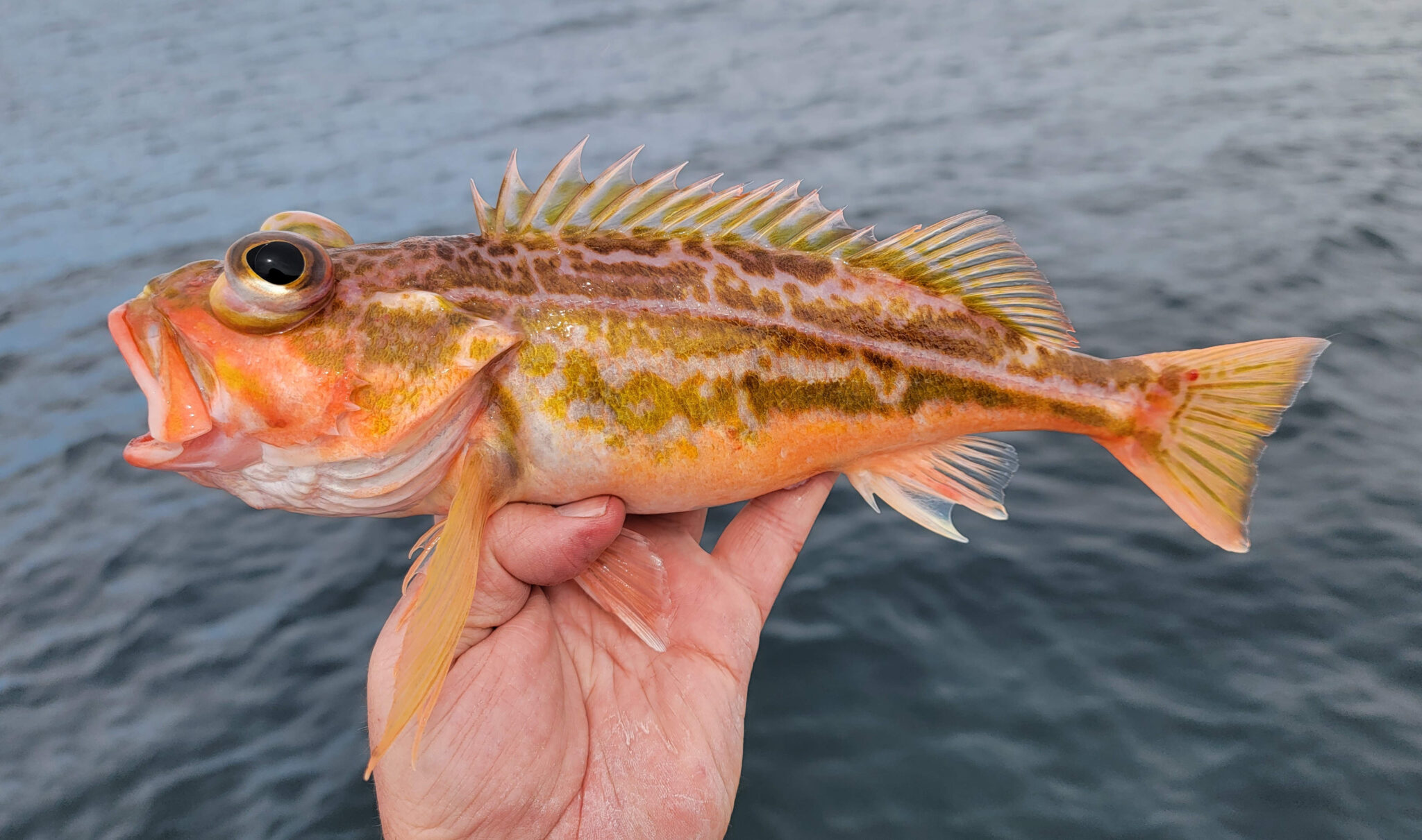 Greenstriped Rockfish | Mexican Fish.com