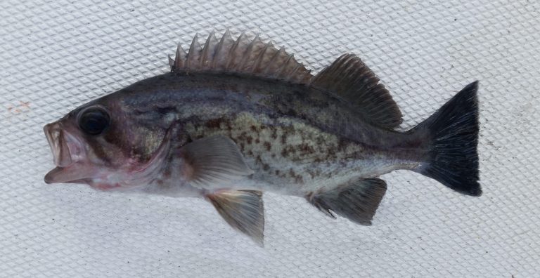 Rockfish and Scorpionfish Family Photographs, and Information ...