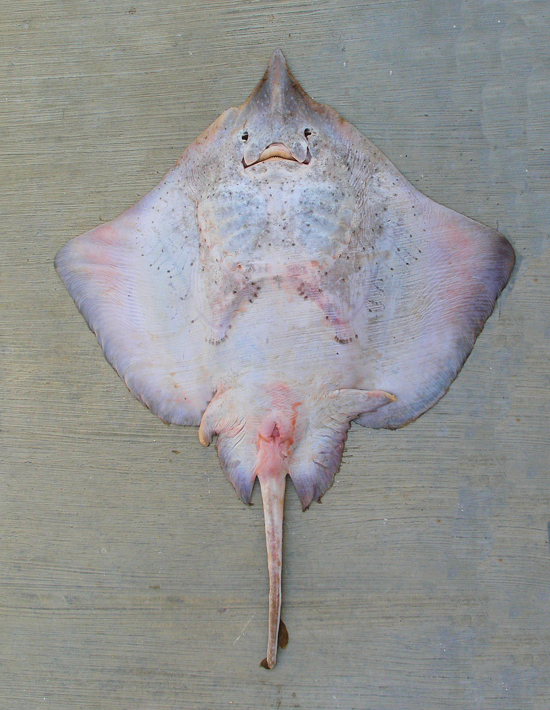 California Skate | Mexican Fish.com