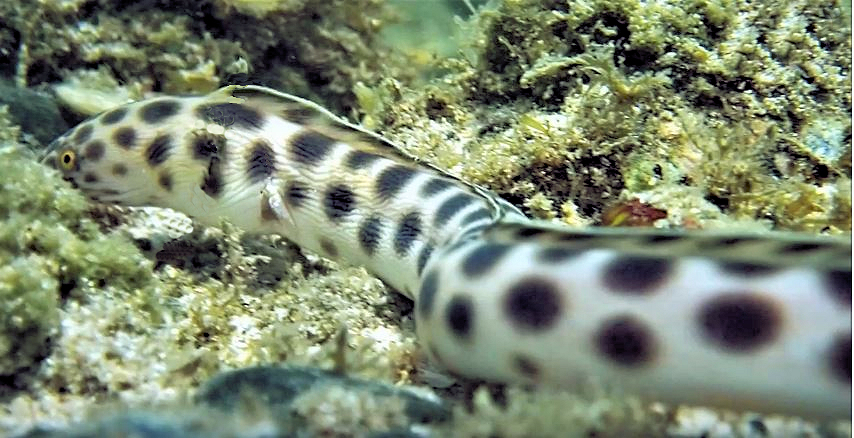 Tiger Snake Eel | Mexican Fish.com