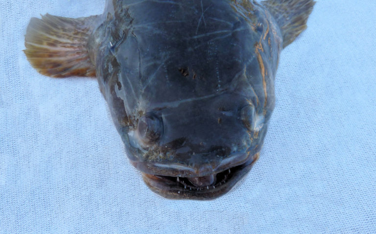 Specklefin Midshipman | Mexican Fish.com