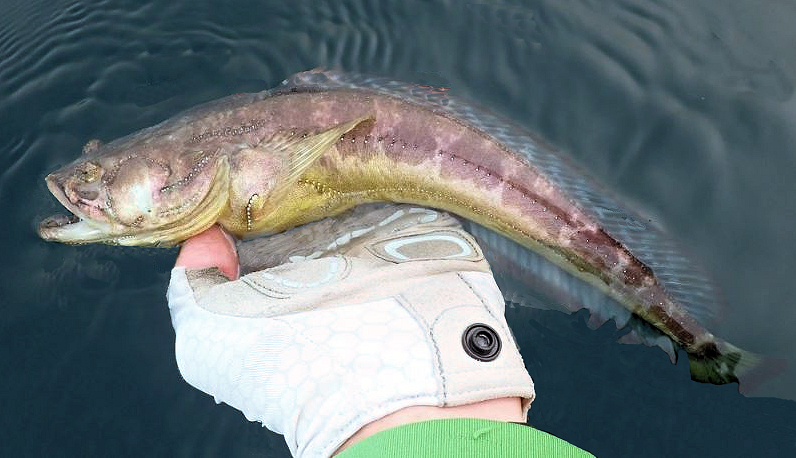 Specklefin Midshipman | Mexican Fish.com