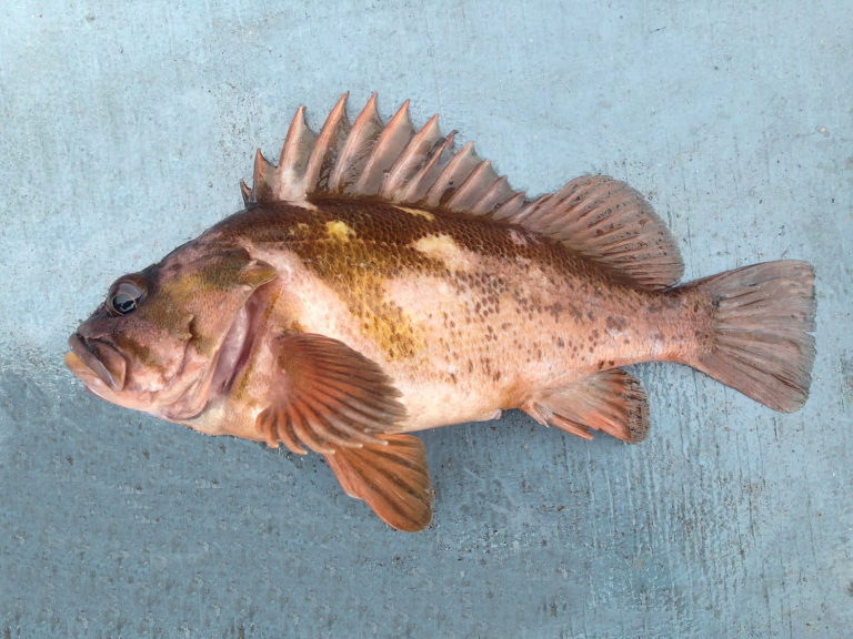Rockfish and Scorpionfish Family Photographs, and Information ...