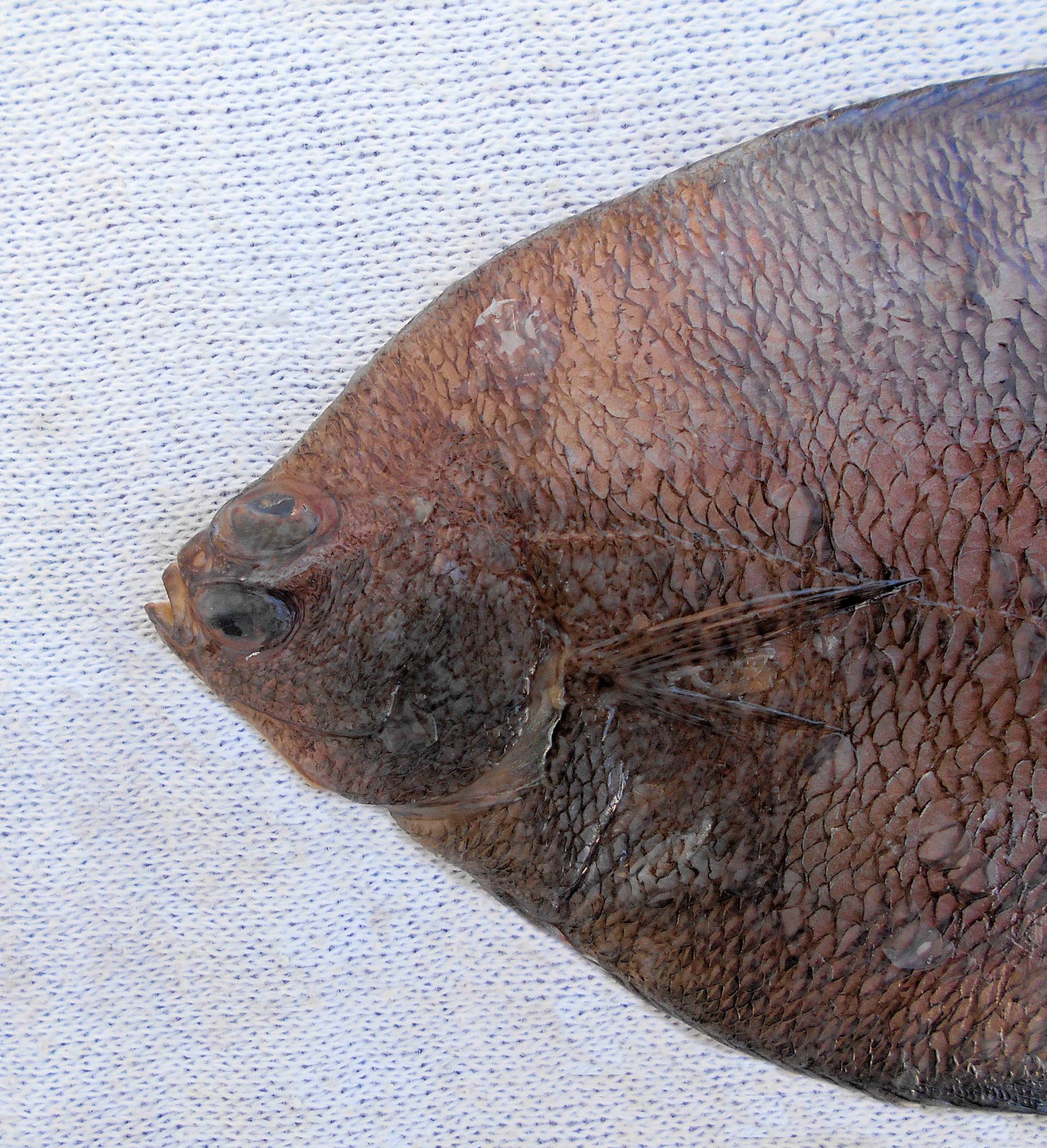 Fringed Flounder | Mexican Fish.com