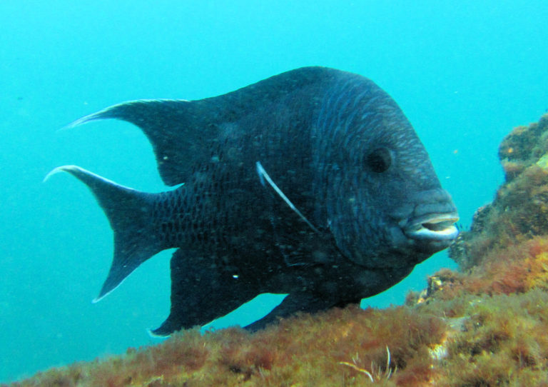 Damselfish Family Photographs, and Information – Pomacentridae ...