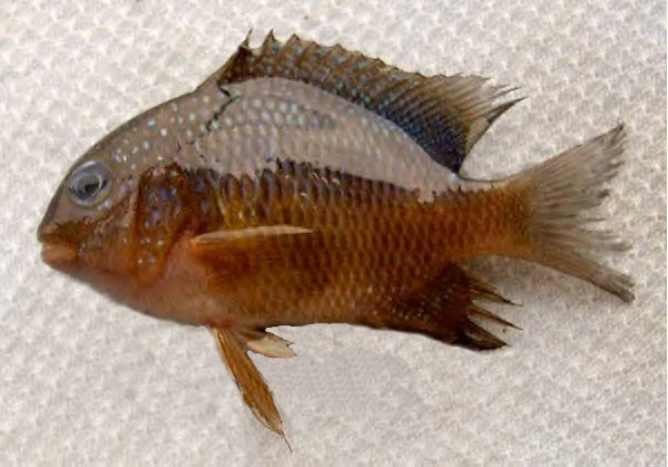 Giant Damselfish | Mexican Fish.com