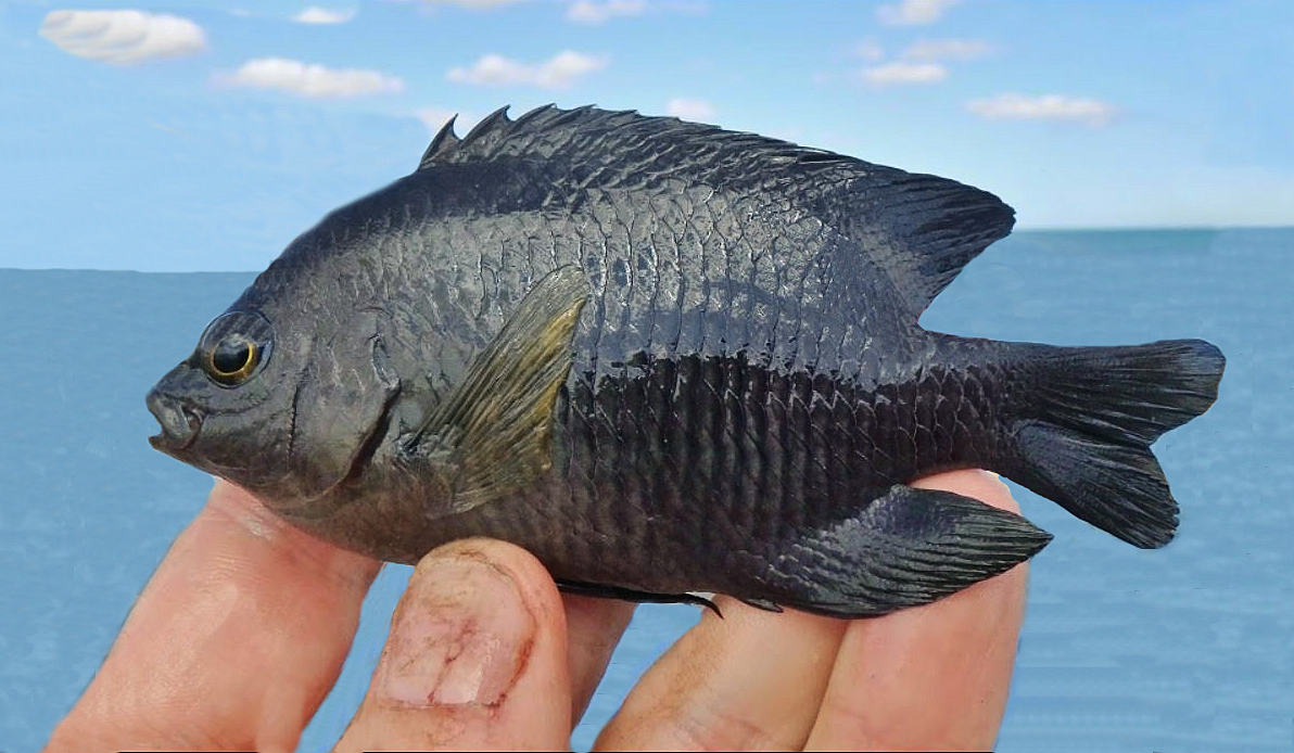Longfin Damselfish | Mexican Fish.com