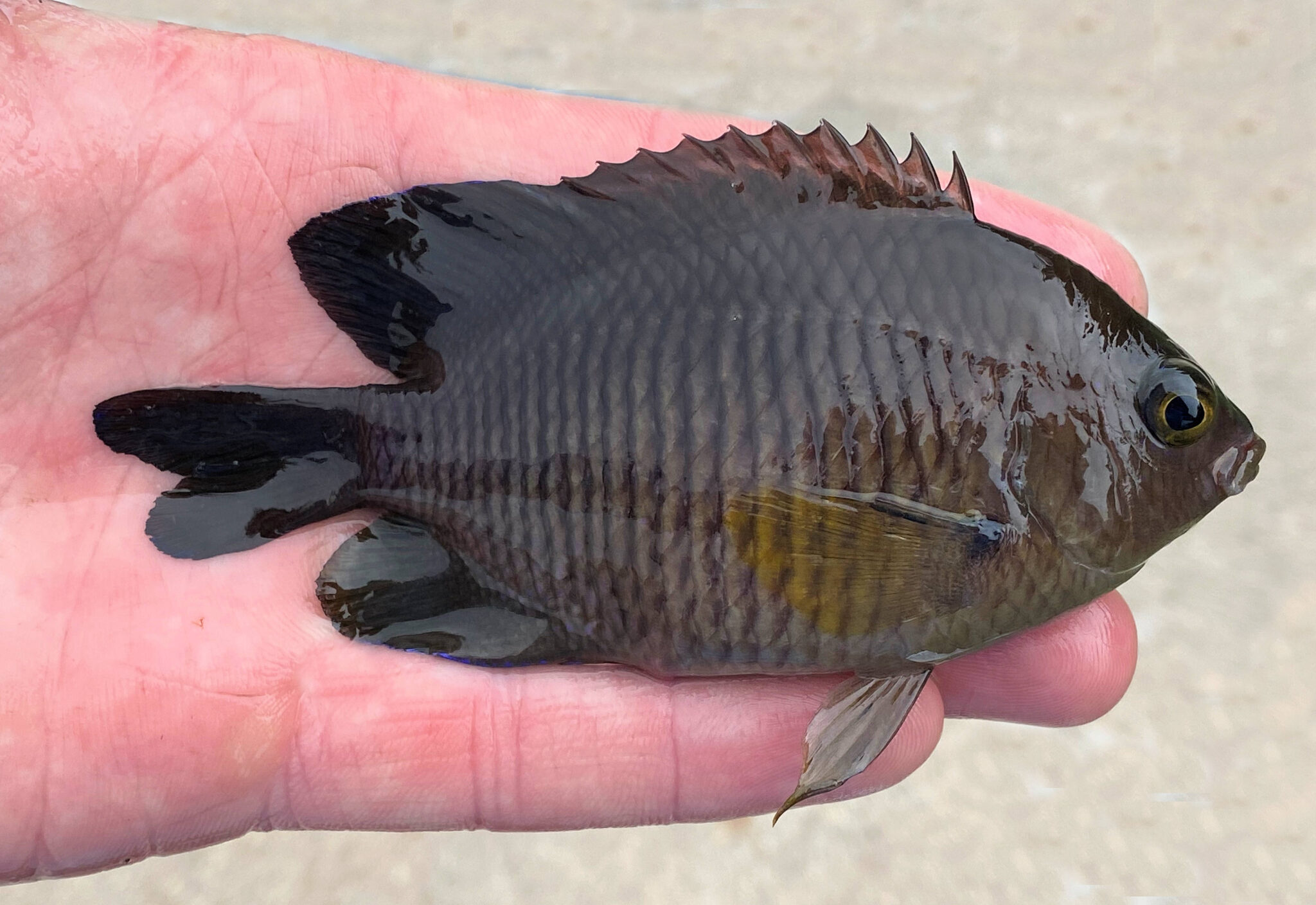 Longfin Damselfish | Mexican Fish.com